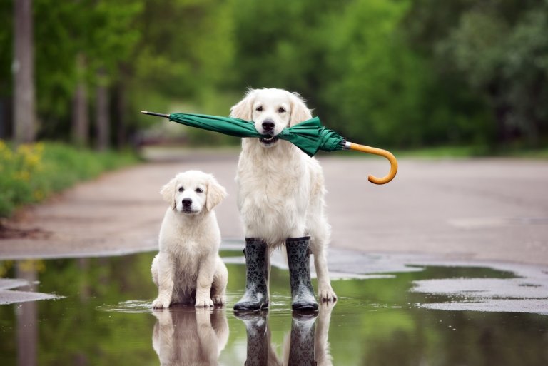 Animal Behavior Before Storms: Can Animals Predict the Weather?