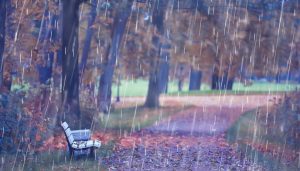 Why is Autumn Called Fall? Is There a Difference Between the 2 Seasons?