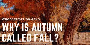 Why is Autumn Called Fall? Is There a Difference Between the 2 Seasons?